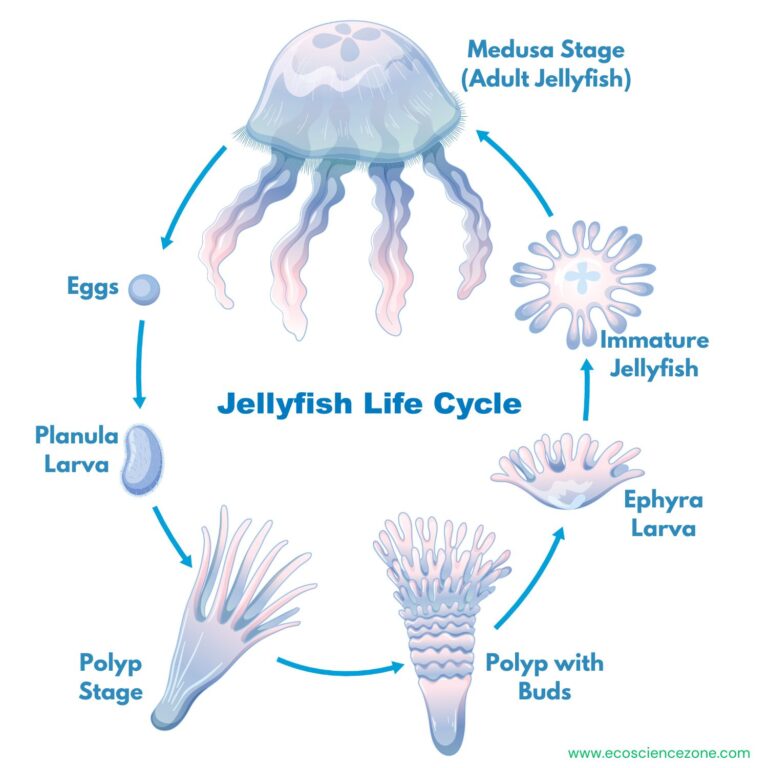 What Jellyfish Eats, How They Reproduce, and More! - ecosciencezone.com